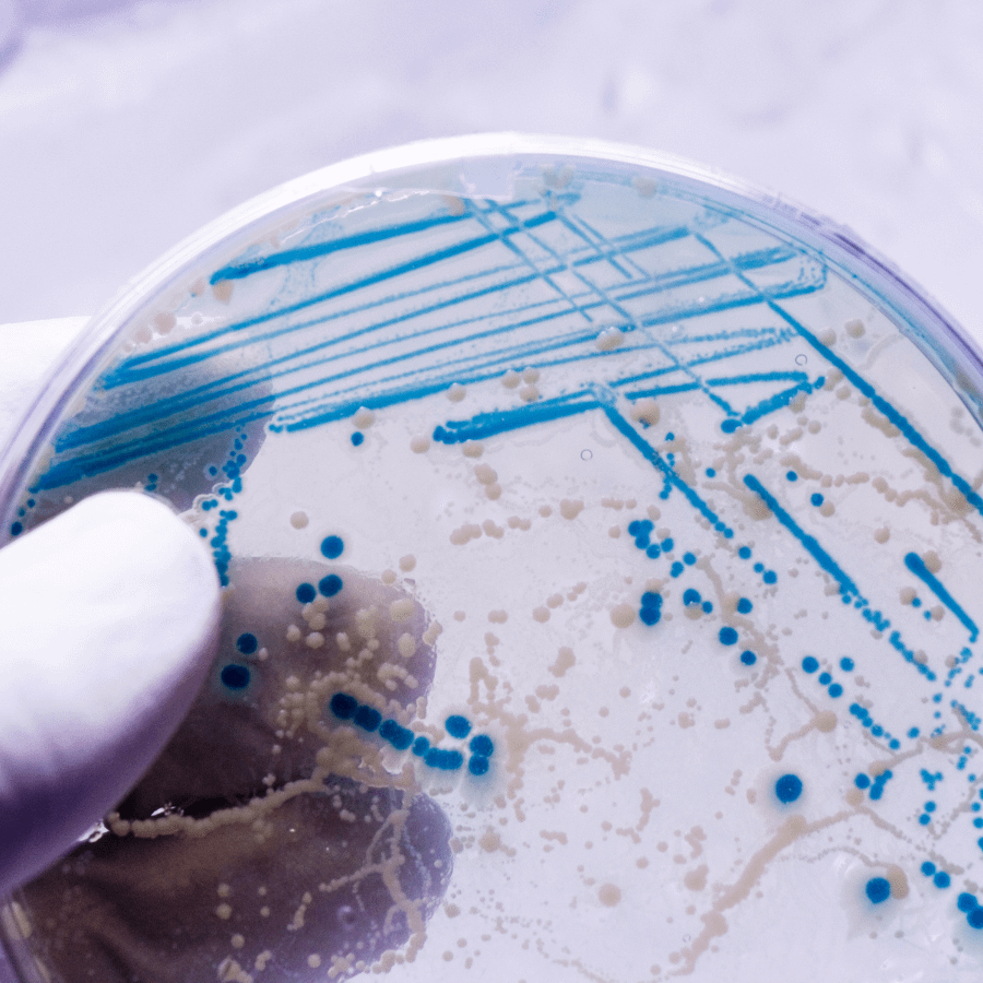 CIMP Biology Tutor | Online and Home Tuition